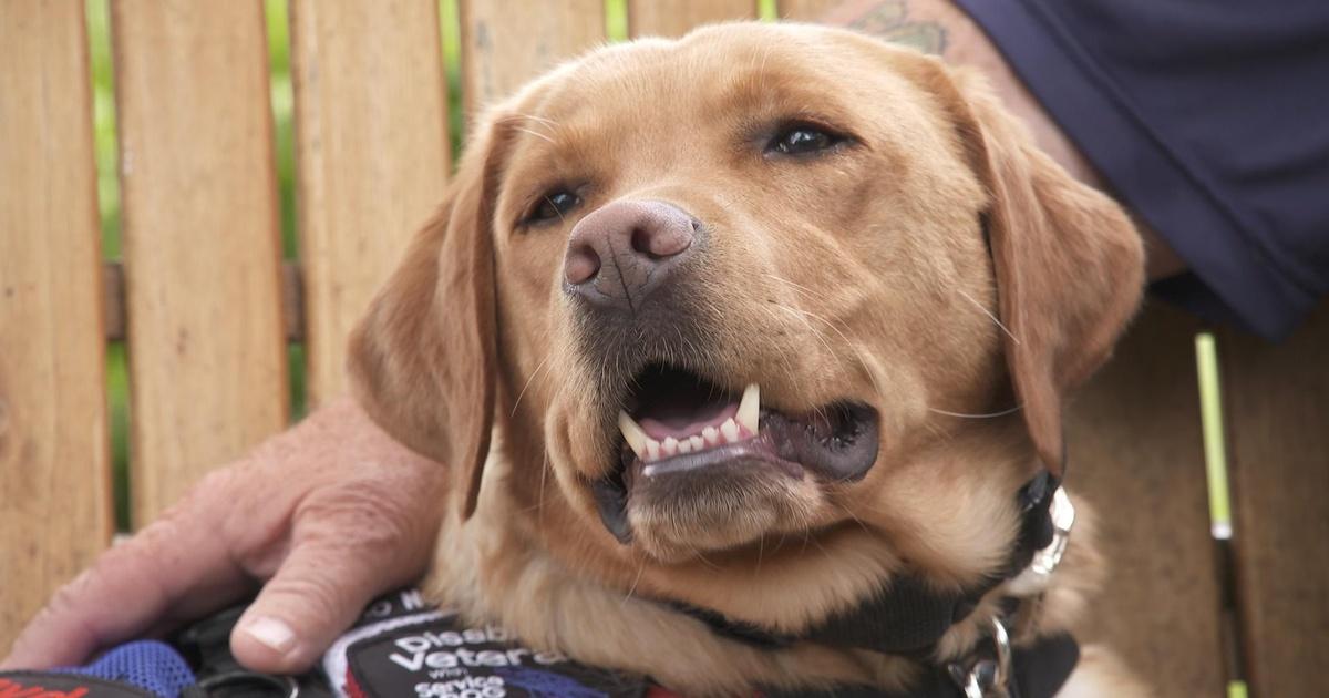 A Dog's Service | The Science Behind the Success Stories | PBS