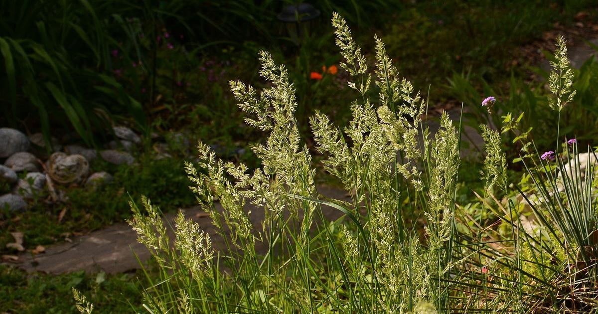 Central Texas Gardener | Native Groundcovers for Shade & Sun | Season ...