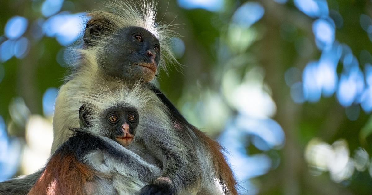 Evolution Earth | Islands | Episode 2 | PBS