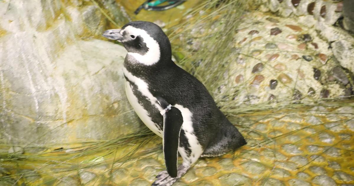 Chicago Tonight | Penguins Build Nests at Shedd Aquarium | Season 2023 ...