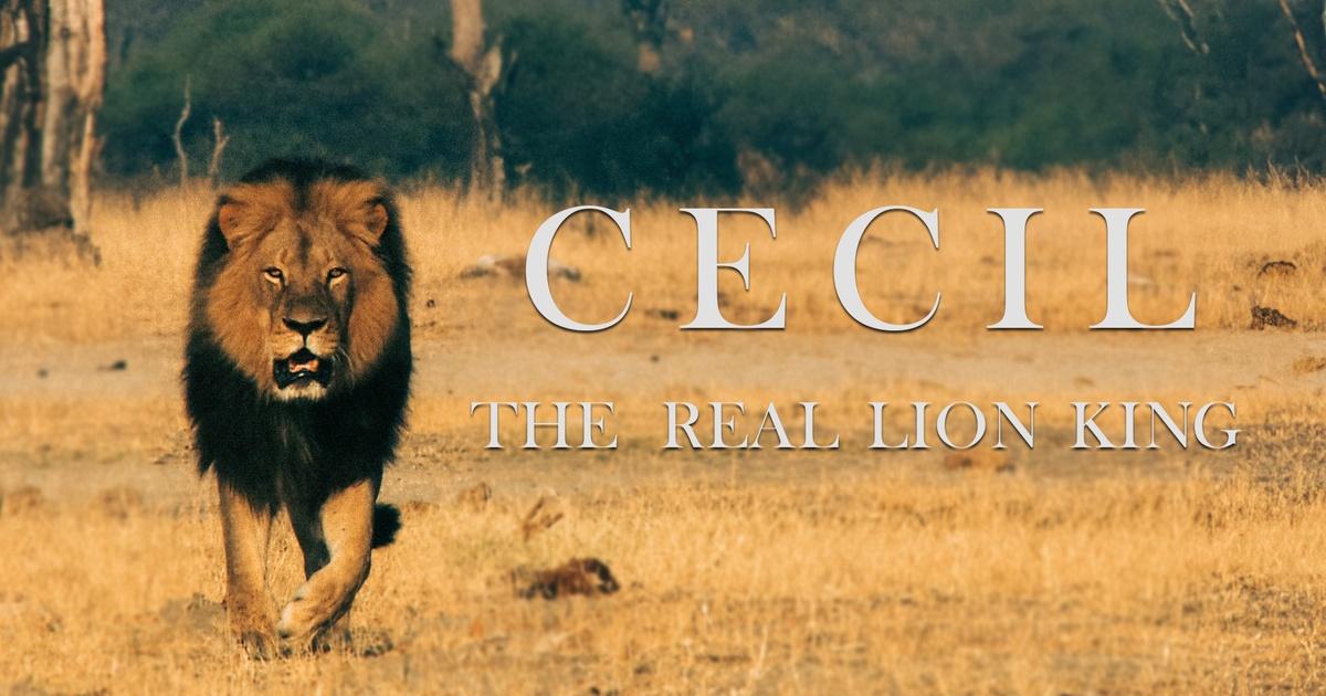 Cecil, The Real Lion King | IdahoPTV