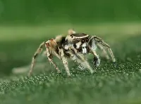 NOVA | NOVA Wonders What Are Animals Saying? | Season 45 | Episode 101 ...