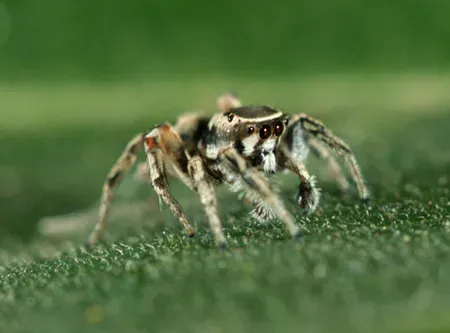 NOVA | NOVA Wonders What Are Animals Saying? | Season 45 | Episode 101 ...