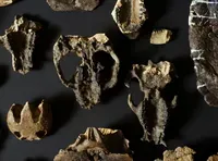 NOVA | Rise of the Mammals | Season 46 | Episode 17 | PBS