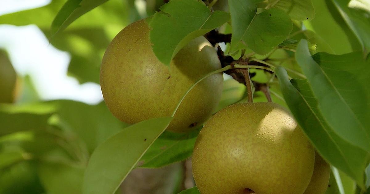 Virginia Home Grown | Korean Pear | Season 21 | Episode 8 | PBS
