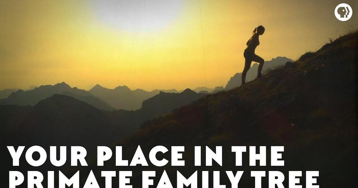 Eons | Your Place in the Primate Family Tree | Season 1 | Episode 61 | PBS