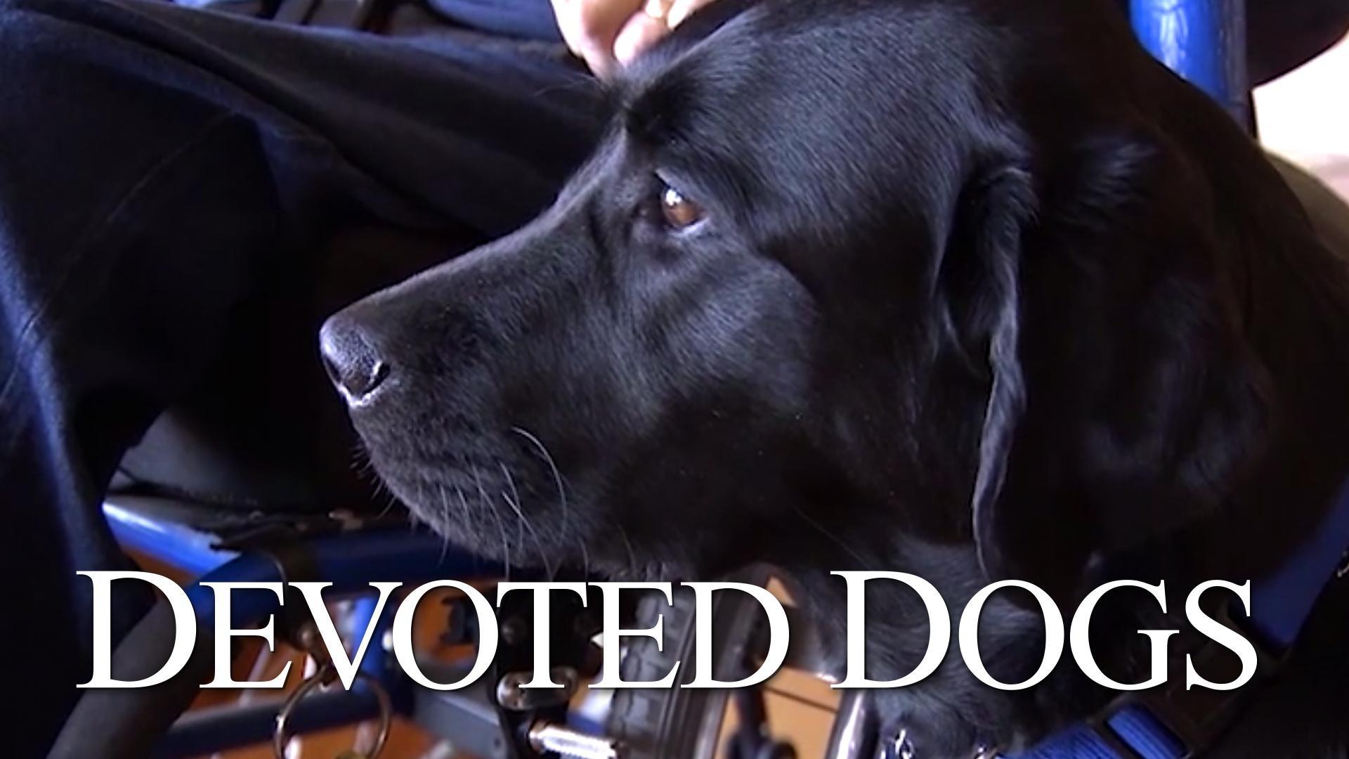 Devoted Dogs | ViewFinder | ALL ARTS