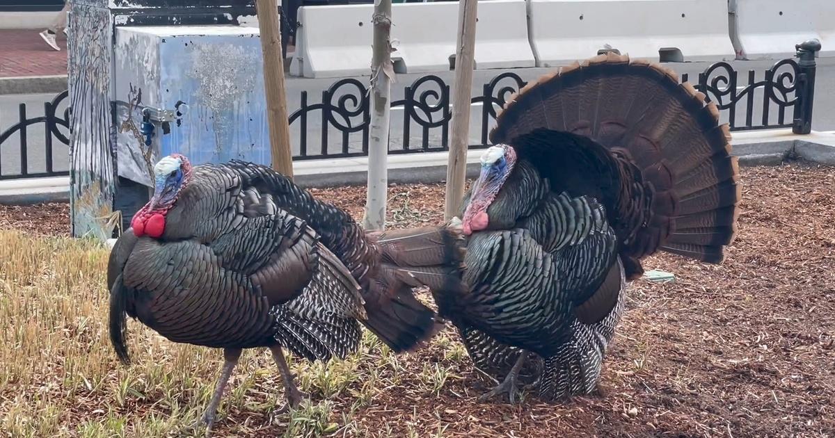 Made Here | Turkey Town | Season 16 | Episode 13 | PBS