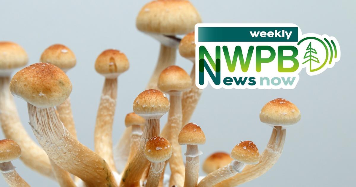 NWPB Weekly News Now | PBS