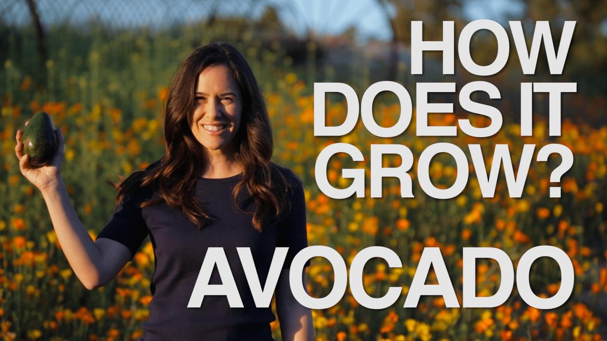 Avocado | Watch on PBS Wisconsin