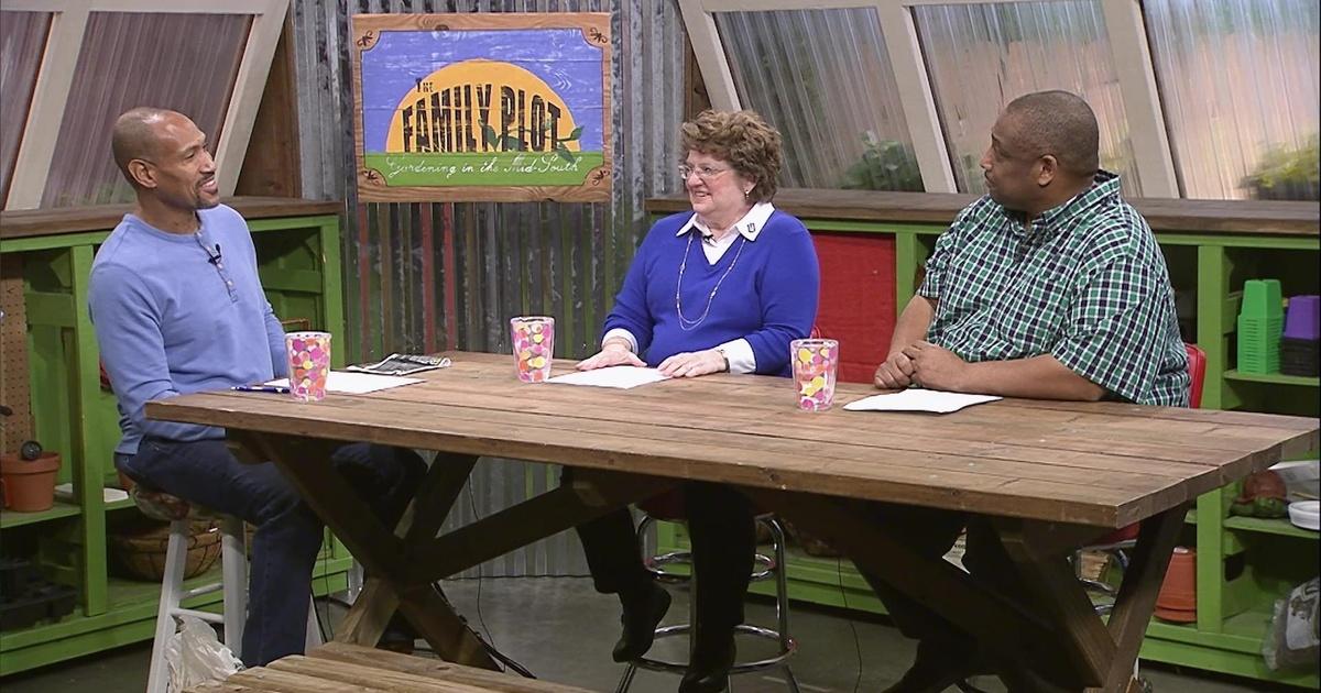 The Family Plot | Planting Cabbage and Cauliflower & Landscape Tree ...