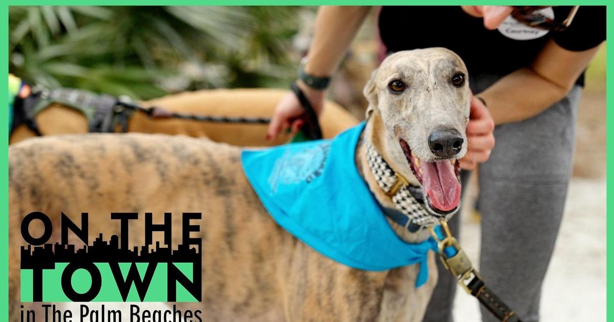 On The Town | Greyhound Sniffari Walk in Palm Beach | Season 7 | PBS