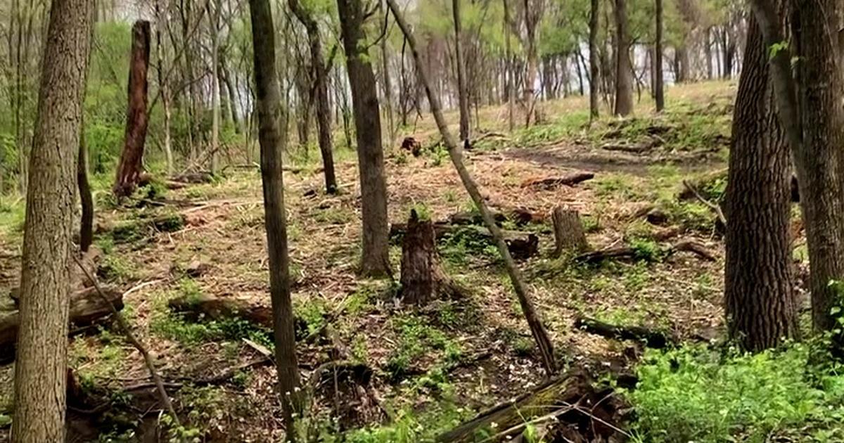 Chicago Tonight | Red Gate Woods Cleared of Invasive Shrubs | Season ...