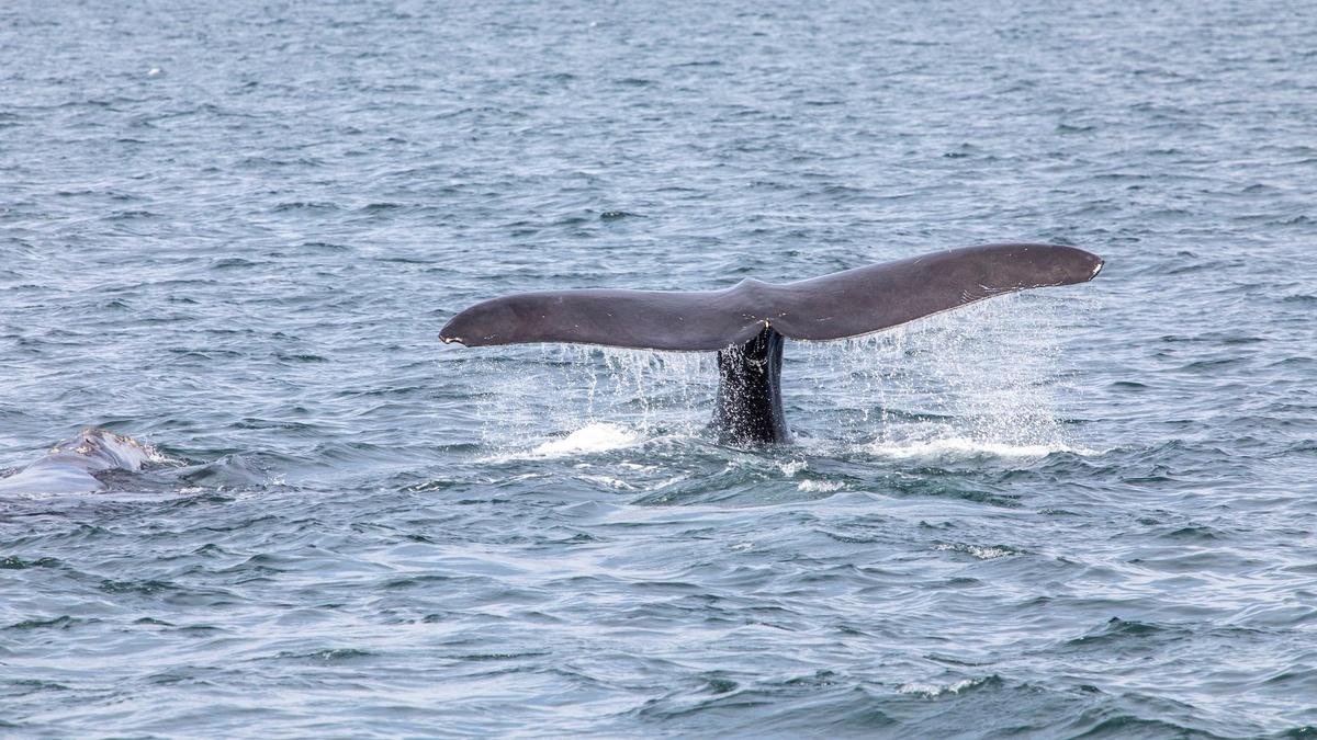 Conservationists fight to save Northern Atlantic right whale | PBS News ...