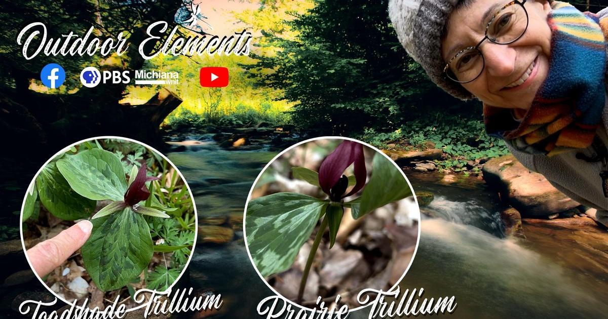 Outdoor Elements | Terrific Trillium Look-alikes | PBS