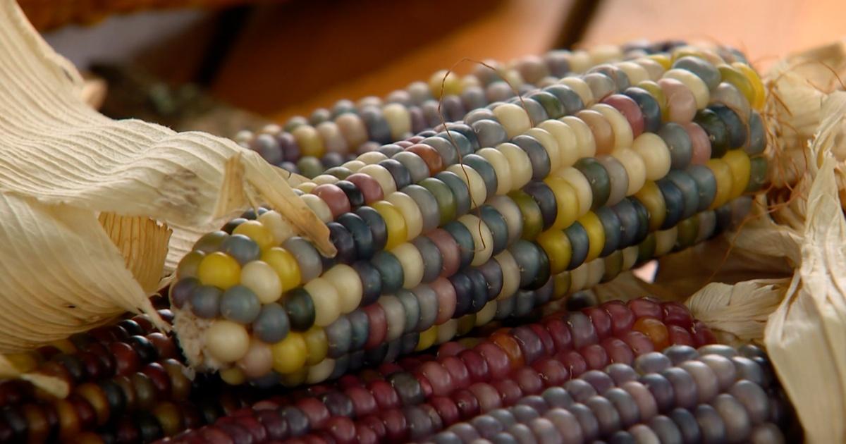 Virginia Home Grown | Corn, America’s Iconic Crop | Season 25 | Episode ...