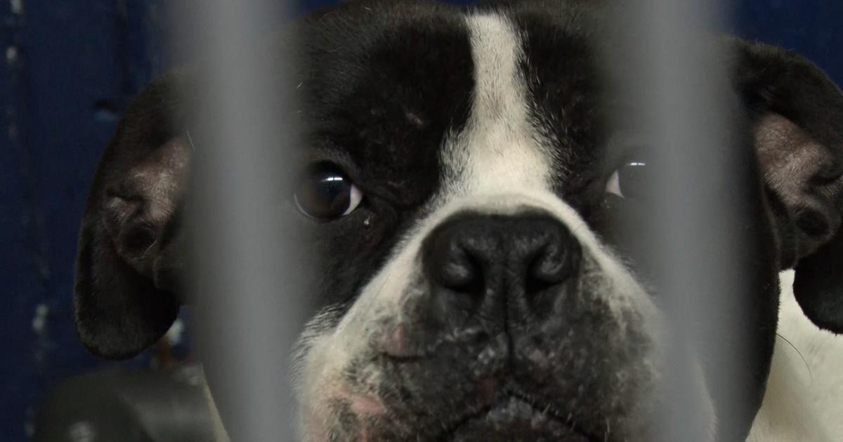 NJ Spotlight News | Animal shelters at capacity as more people give up ...