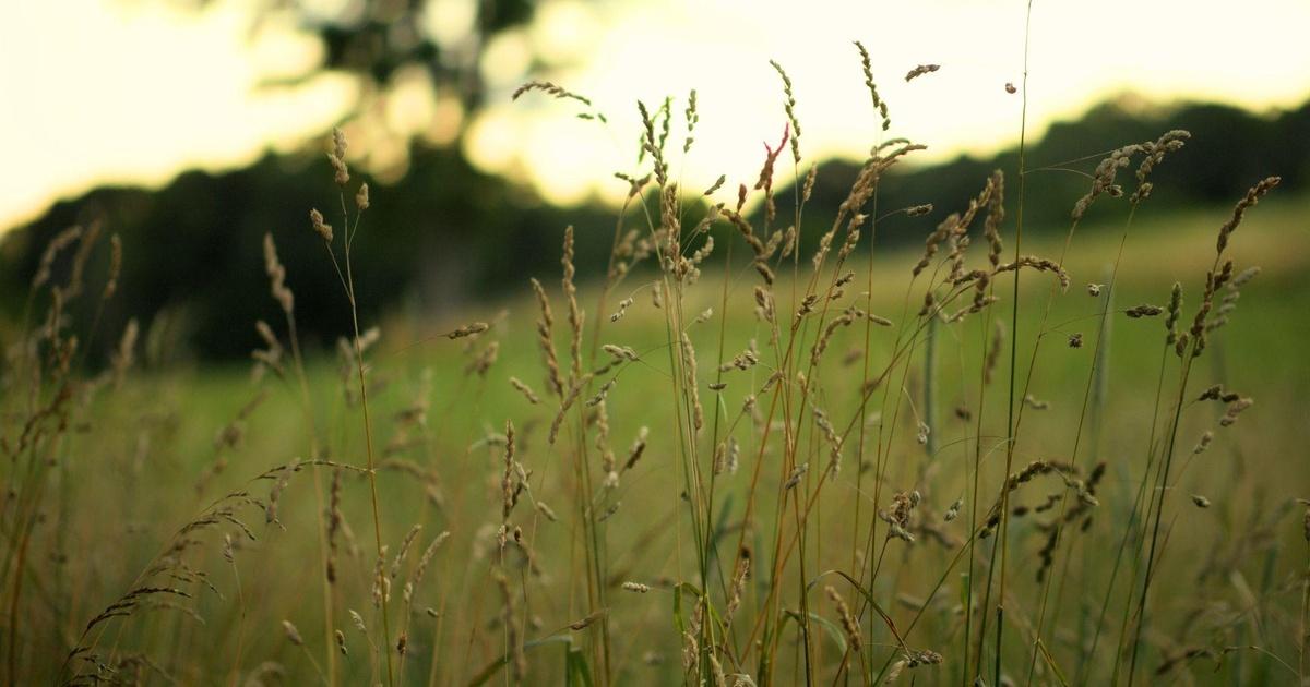 The Prairie Preacher: Preserving Appalachia’s Grasslands | What are ...