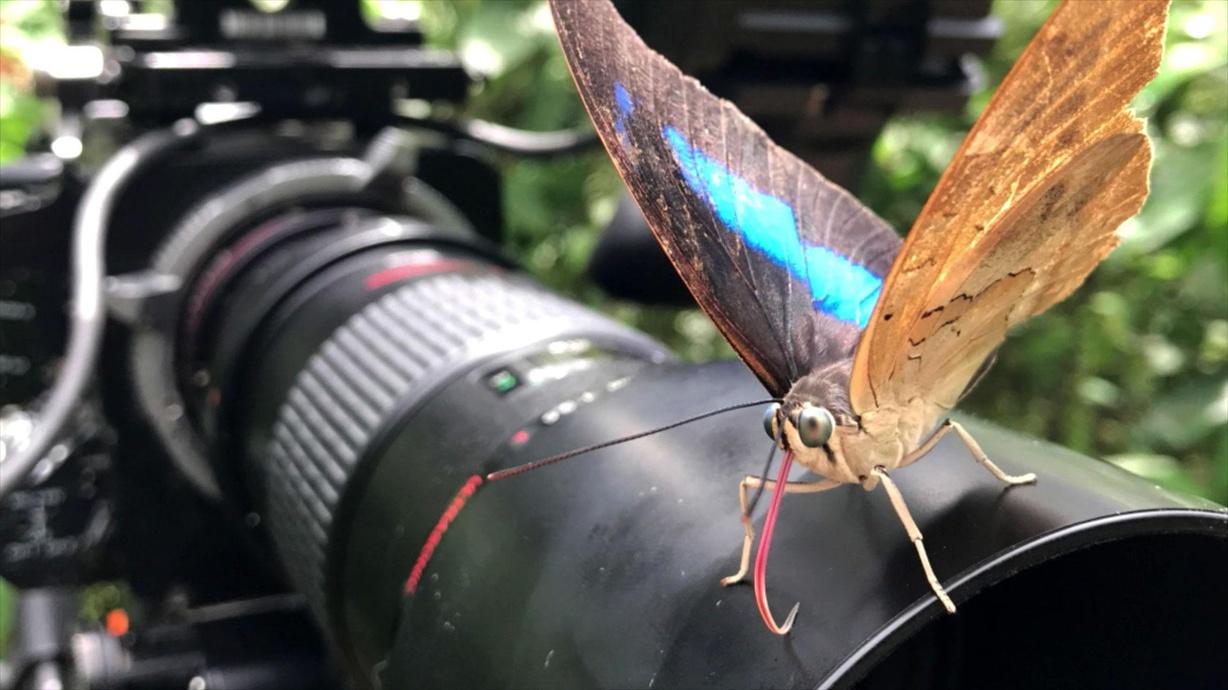 Filming Beautiful Butterfly Footage | Watch on PBS Wisconsin