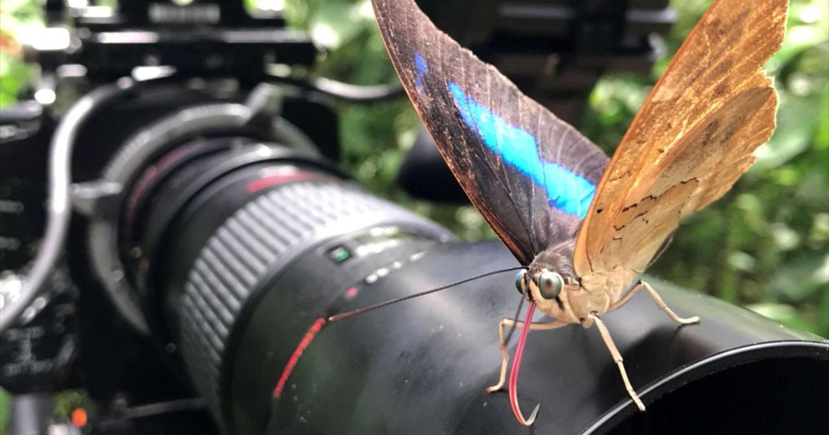 Nature | Filming Beautiful Butterfly Footage | Season 36 | Episode 12 | PBS
