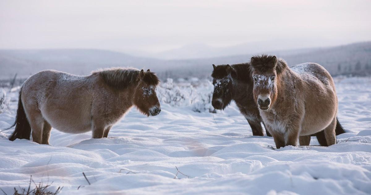 Nature | These Arctic Horses Don't Mind the Cold | Season 37 | Episode ...