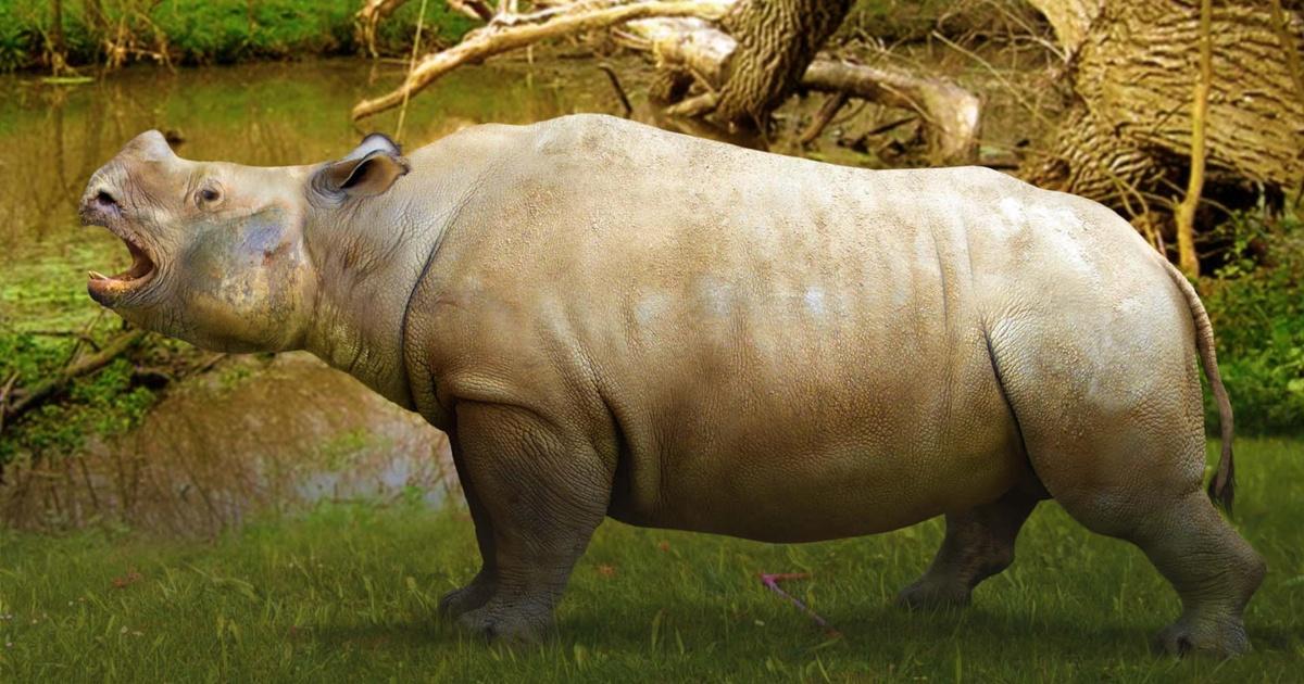 Eons | When Red Pandas Roamed North America | Season 7 | Episode 18 | PBS