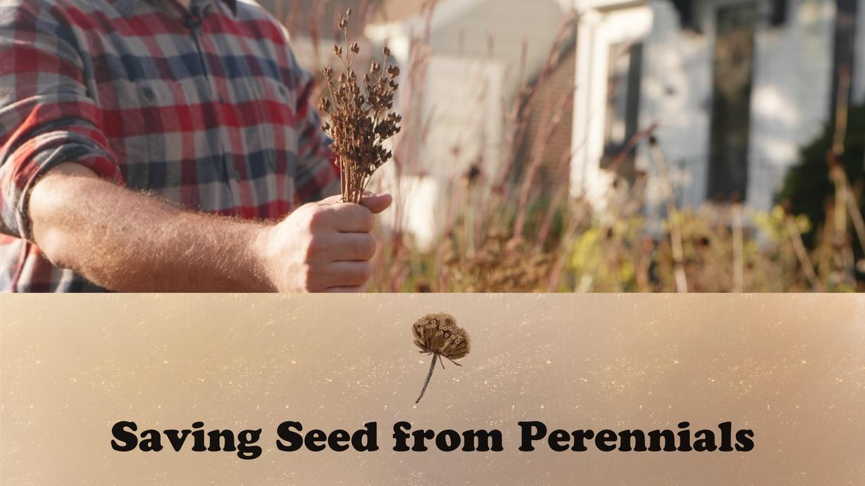Saving Seed from Perennials | Watch on PBS Wisconsin
