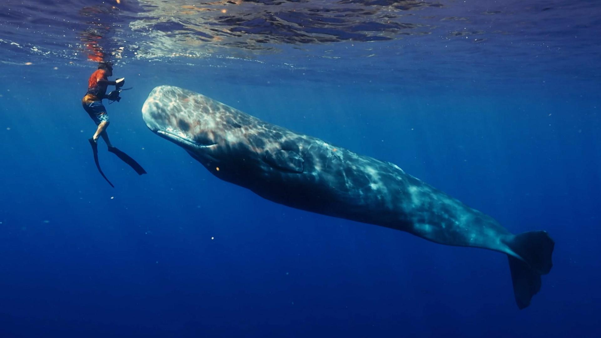 Patrick and the Whale | Nature | NJ PBS