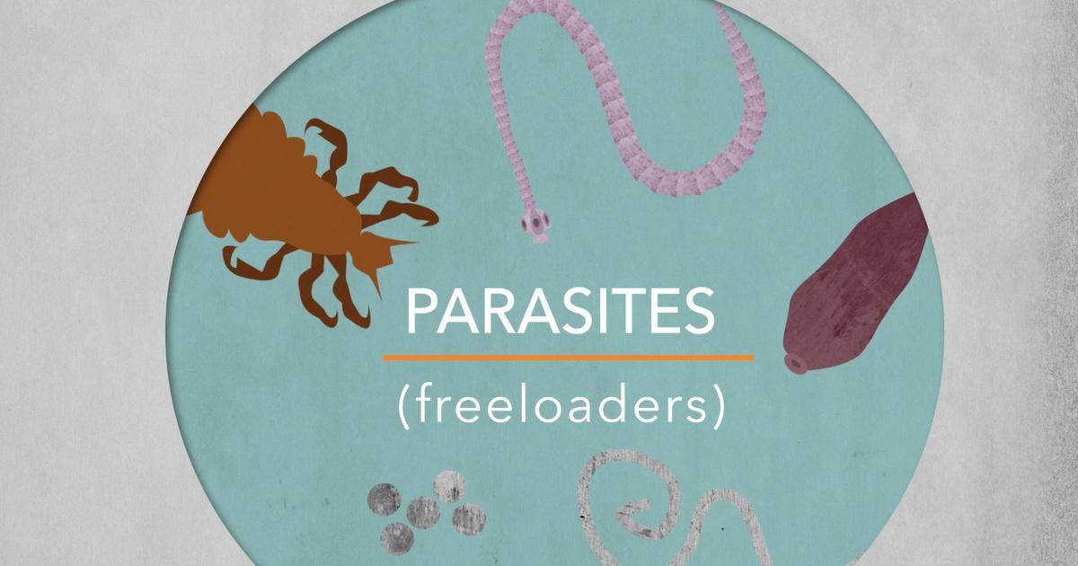UNC-TV Science | How parasites make a living | Episode 12 | PBS