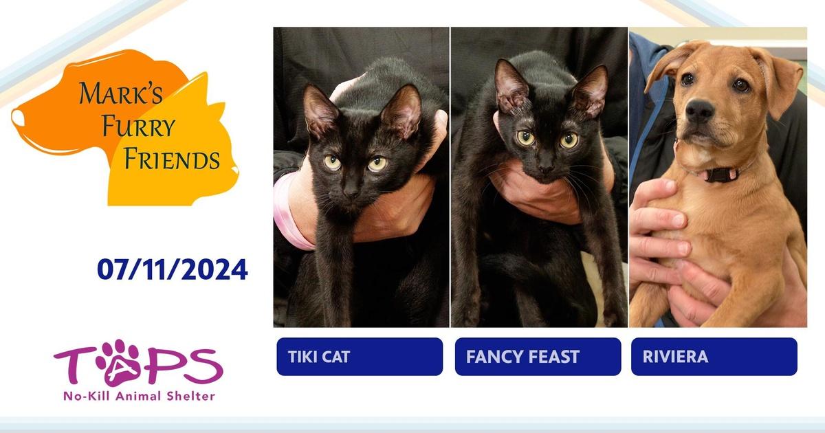 Mark’s Furry Friends | 07/11/2024 | Tiki Cat, Fancy Feast and Riviera ...