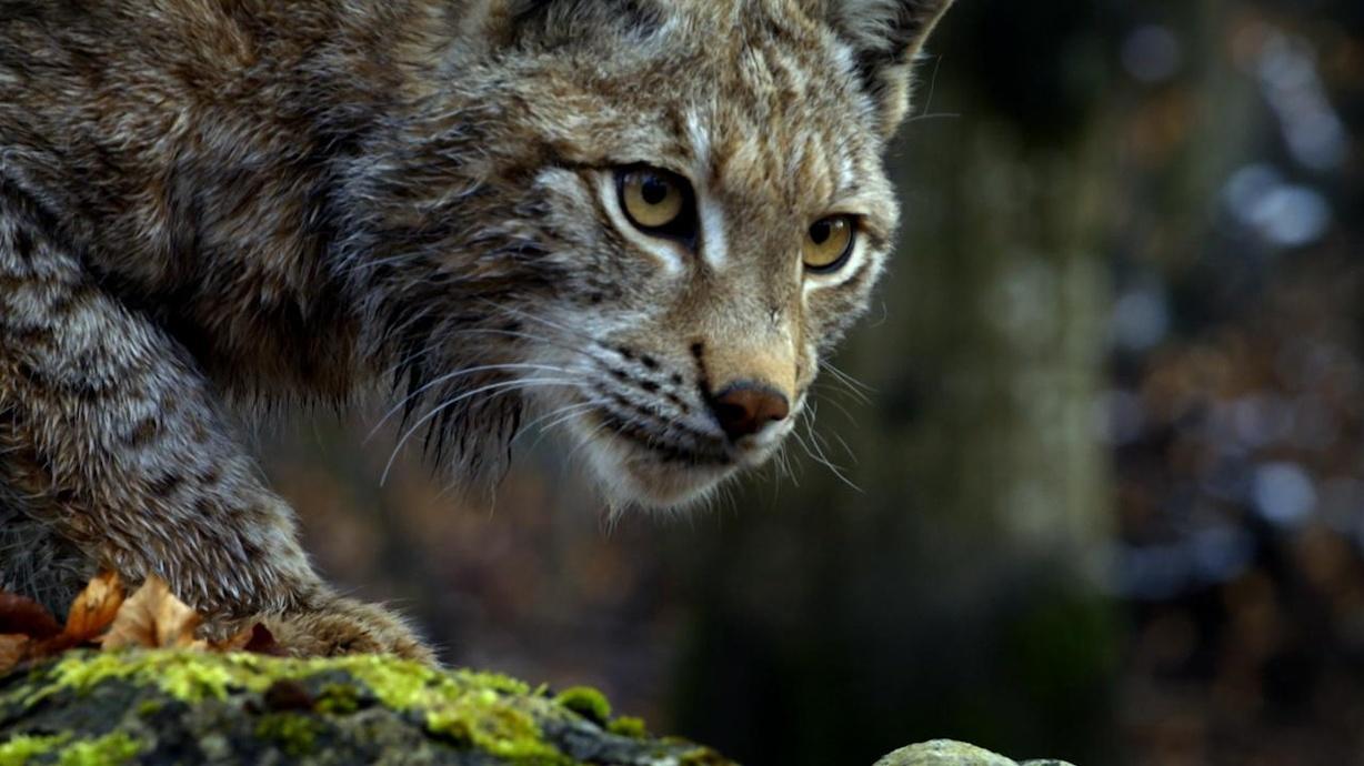 Forest Lynx Stalks Prey | Watch on PBS Wisconsin