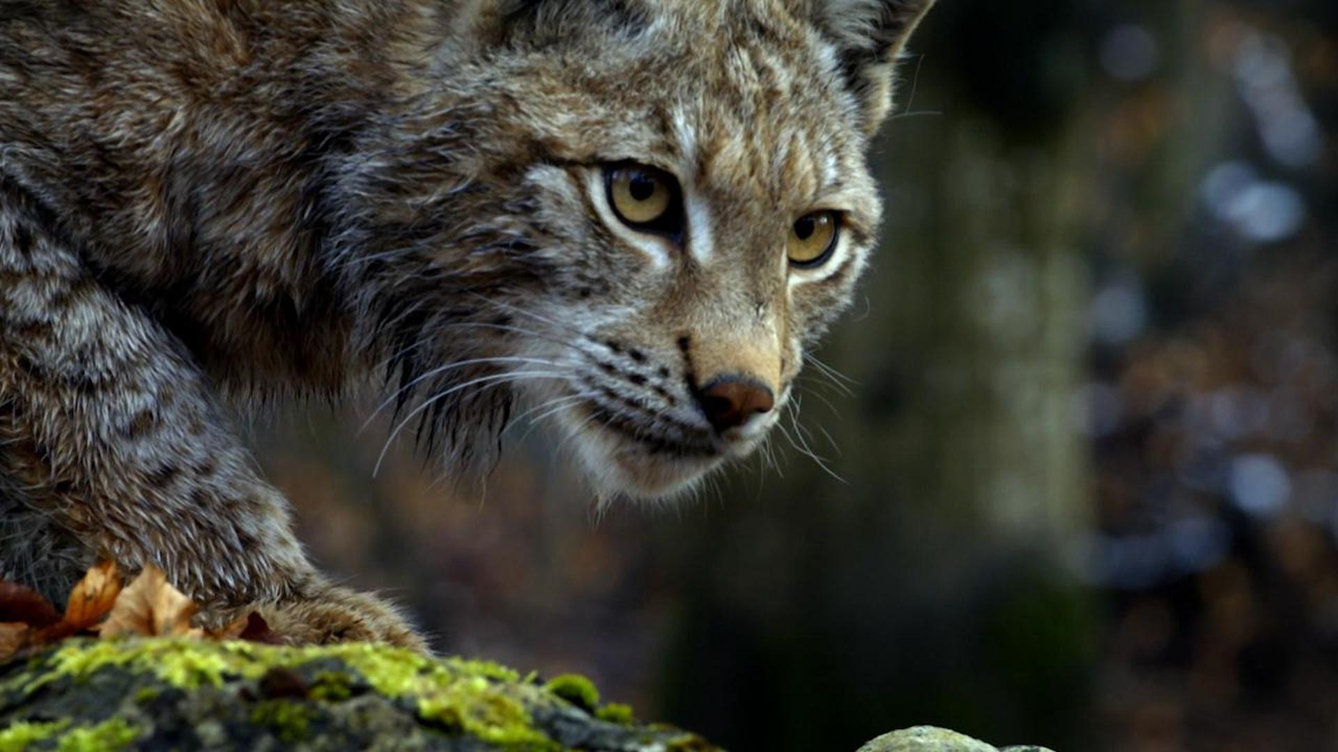 Forest Lynx Stalks Prey | Nature | THIRTEEN - New York Public Media