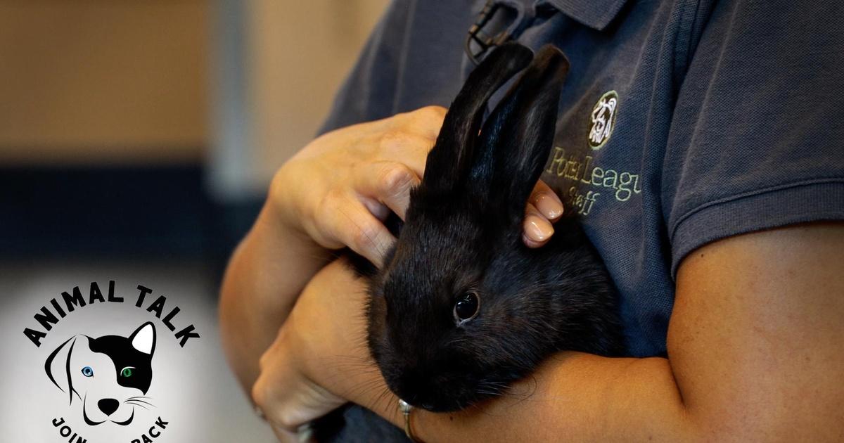Animal Talk | Rabbit Handling | Season 1 | Episode 22 | PBS