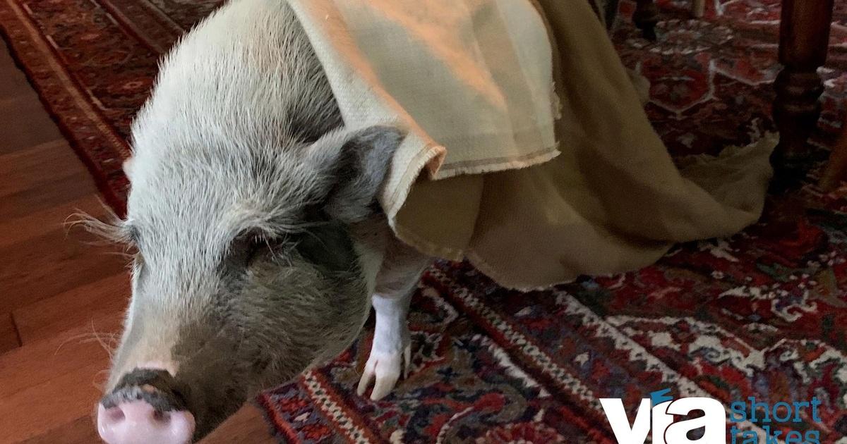 Short Takes | Maddie the Pig | Season 3 | PBS