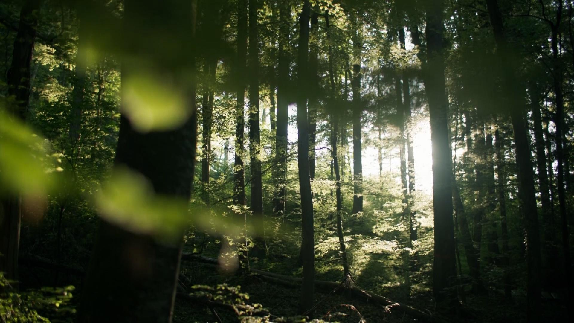 Why Just Planting Trees Won’t Save the Planet | NOVA | NJ PBS