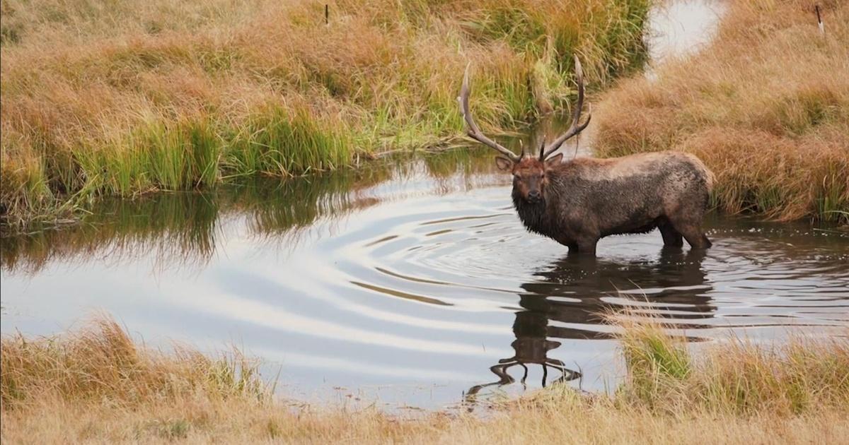 Into the Outdoors | Into Bringing Back Wisconsin's Elk | Season 4 ...