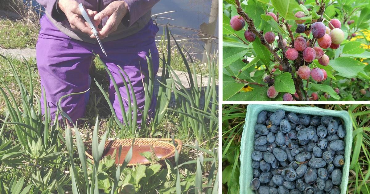 WPBS Previews | Culinary Climate Connection: From Garden to Table | PBS