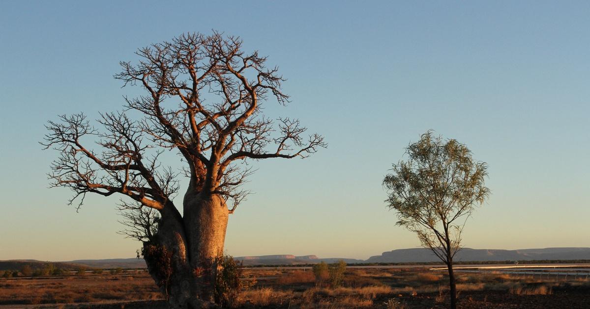 Arizona PBS Previews | Outback : 101 | PBS