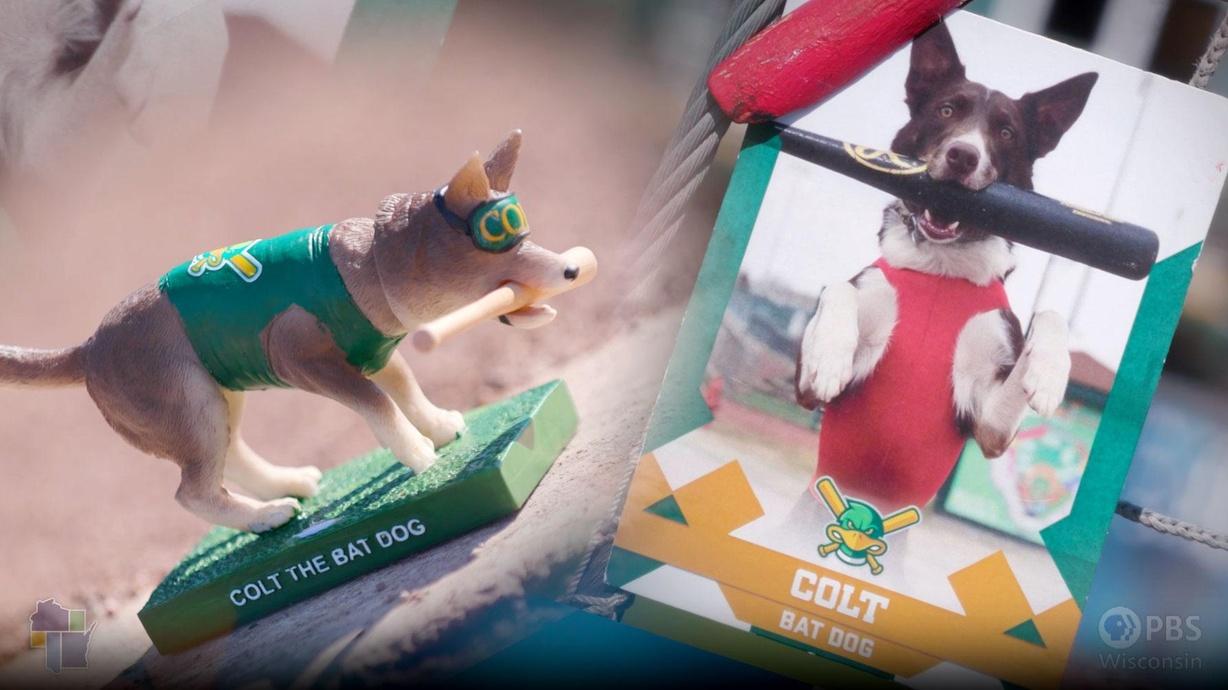 Bat Dogs | Watch on PBS Wisconsin