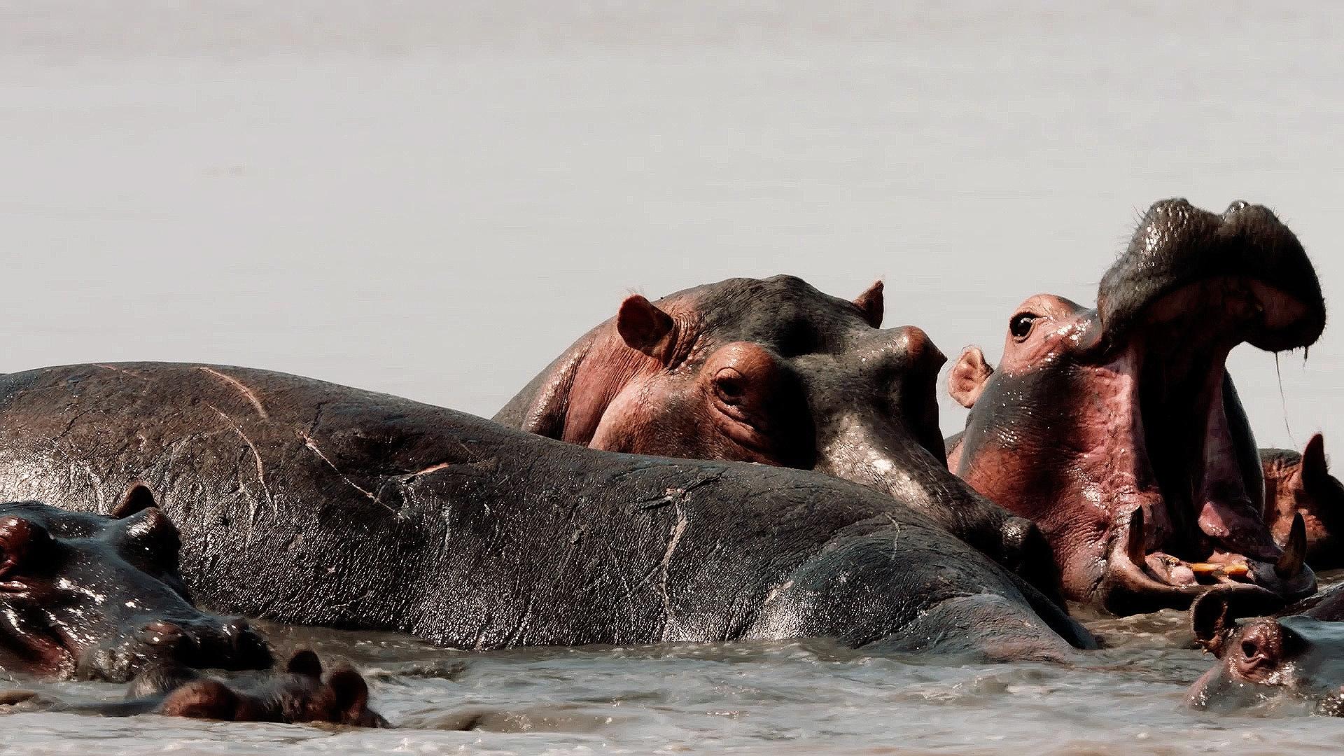Hippo Mourning Caught on Camera | Nature | WLIW