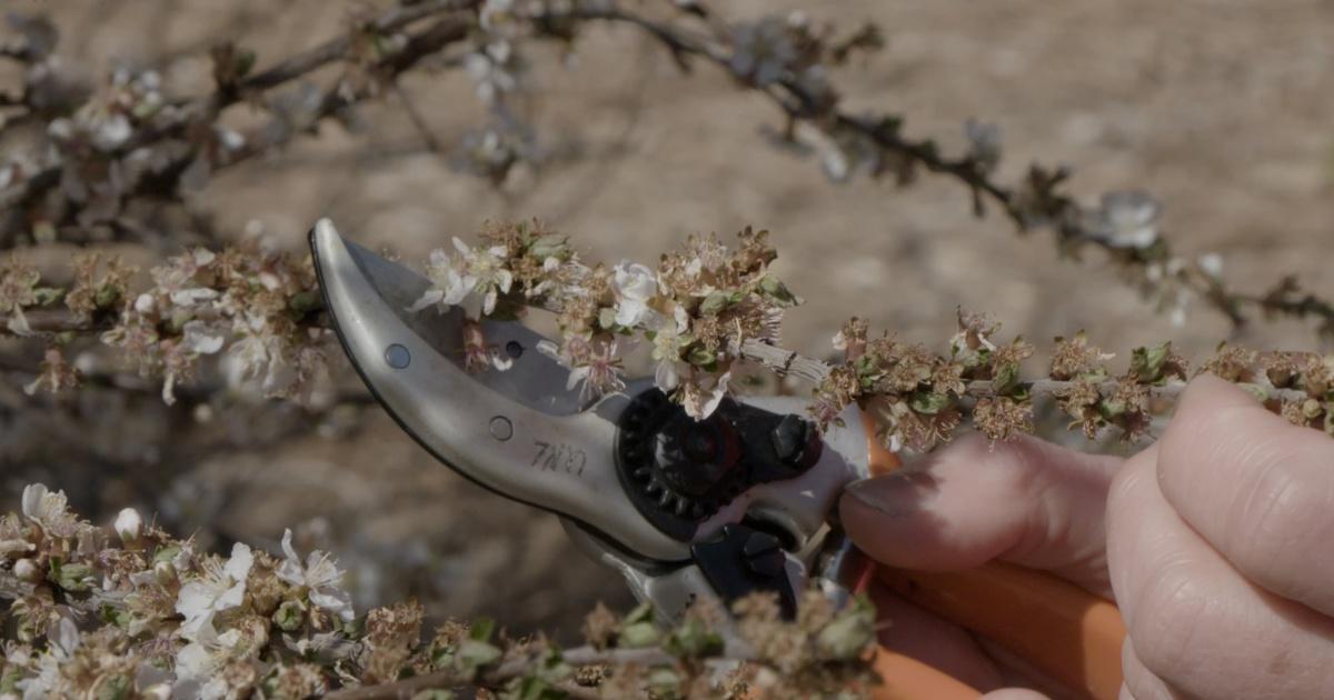 Backyard Farmer | Spring Shrub Pruning & Unwrapping Trees | OPB