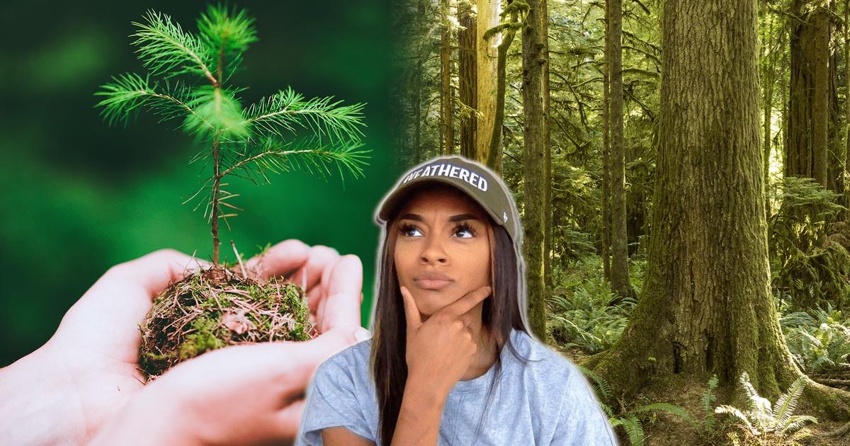 Weathered | Surprising Truth Behind Planting Trees and Climate Change ...