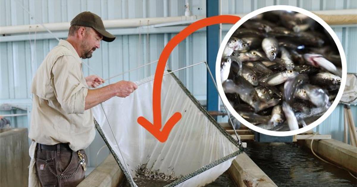 SCI NC | Why Hatcheries Like This Raise 100,000 Striped Bass A Year | PBS