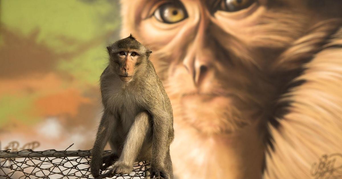 Wild Metropolis | Episode 1 Preview | Residents | PBS