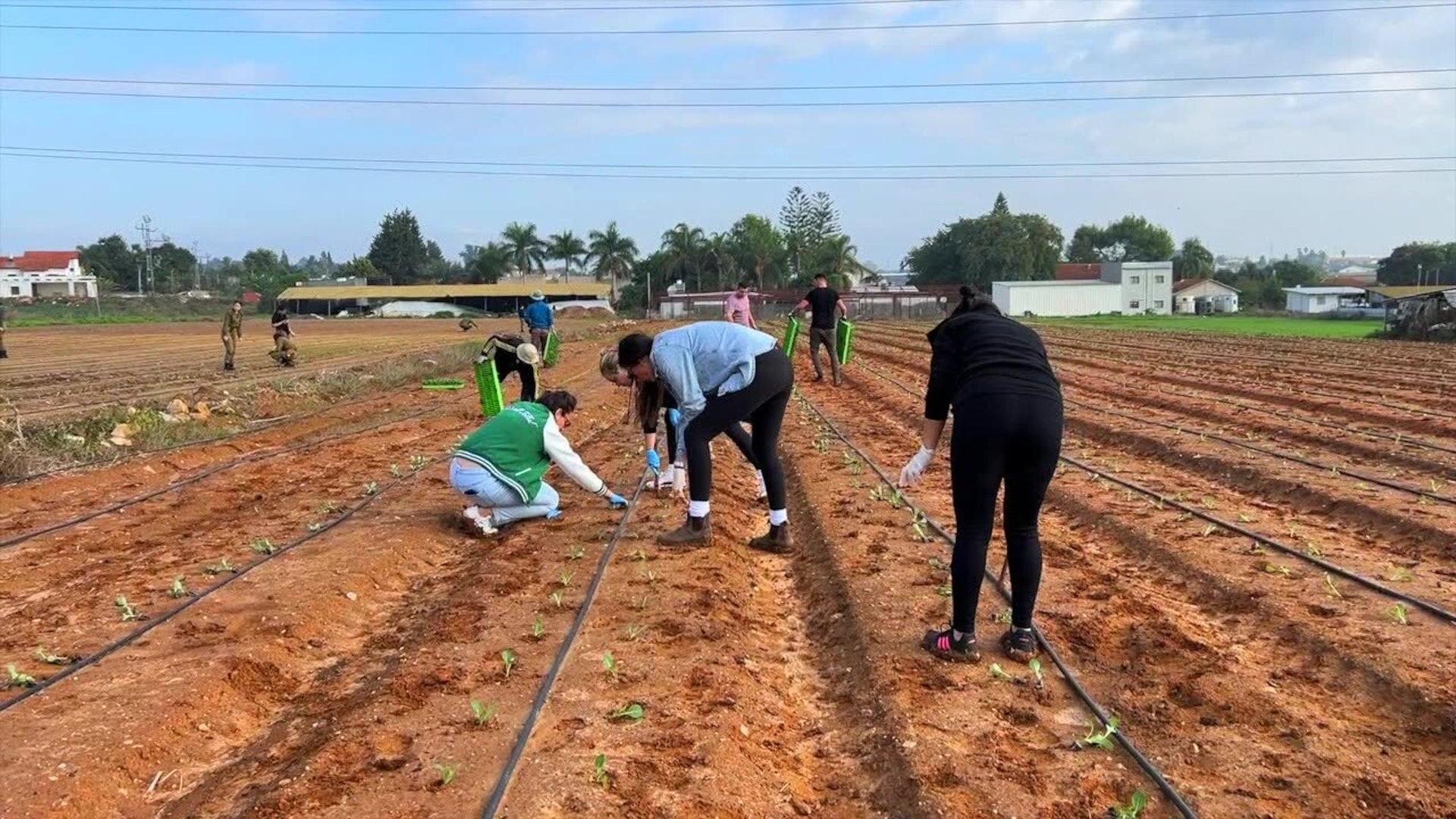 Israelis volunteer on farms to save agricultural supply | PBS News Hour ...