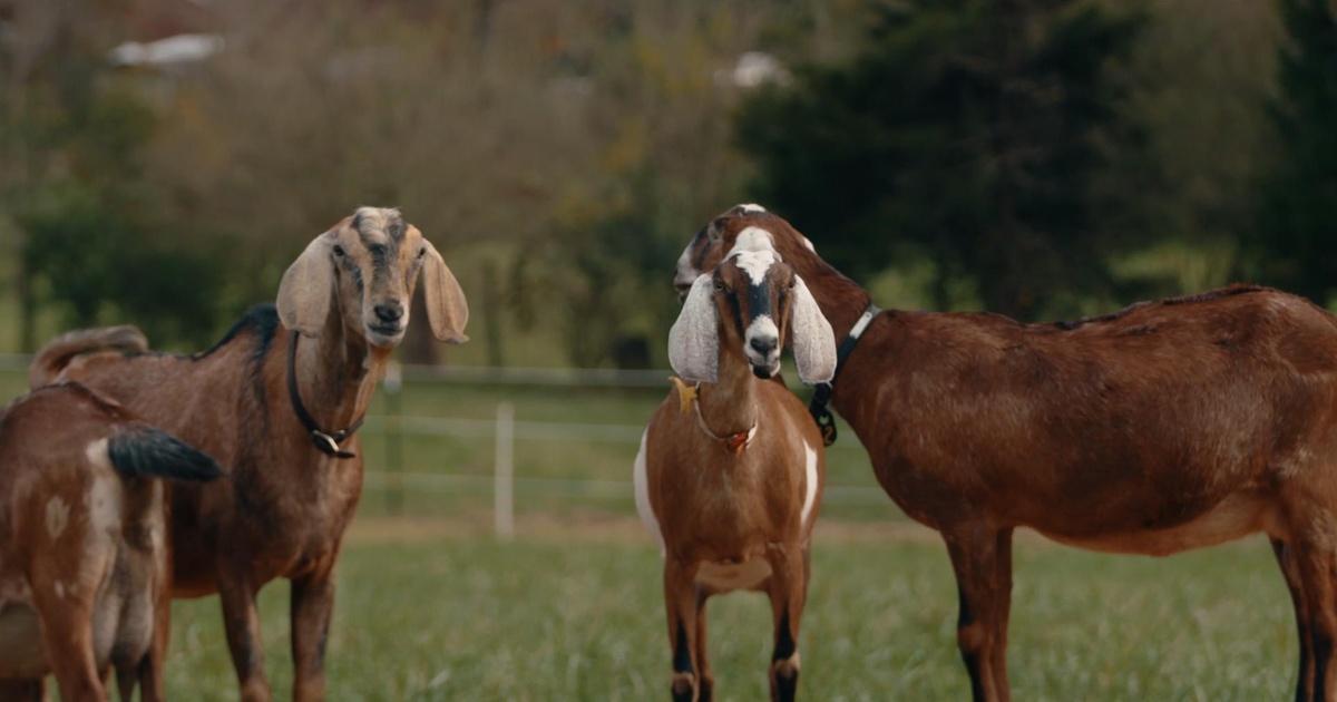 North Carolina Weekend | Goat Lady Dairy | Season 18 | Episode 19 | PBS