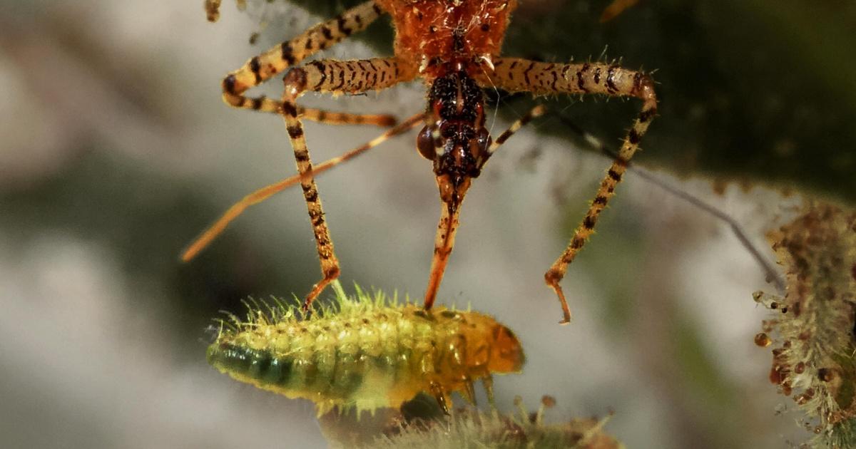 Deep Look | 4 of the Deadliest Tiny Hunters We've Ever Filmed | Season ...