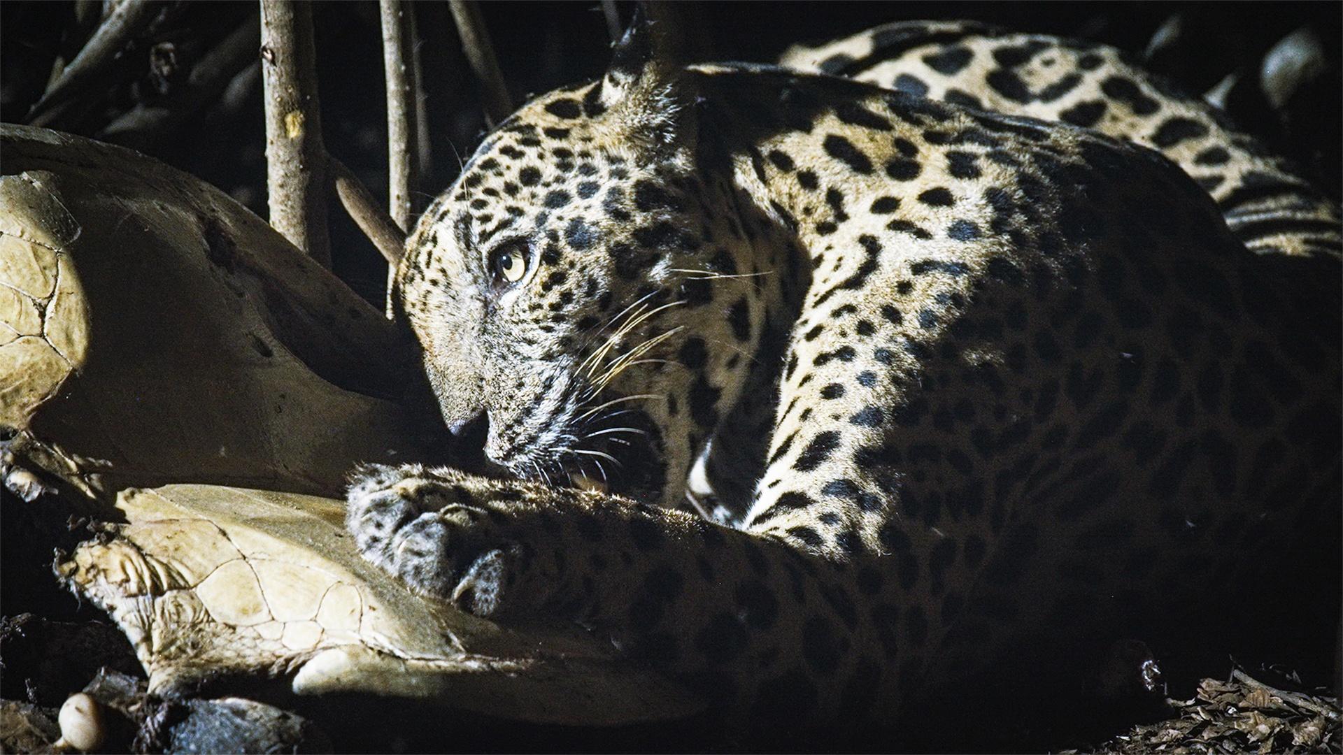 How a Jaguar's Hunt Feeds a Forest | Nature | WLIW
