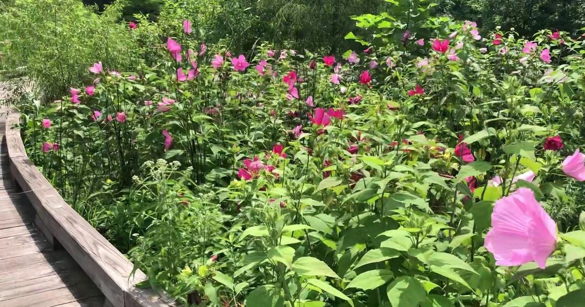 Chicago Tonight | Flowers in Bloom at Sand Ridge Nature Center | Season ...