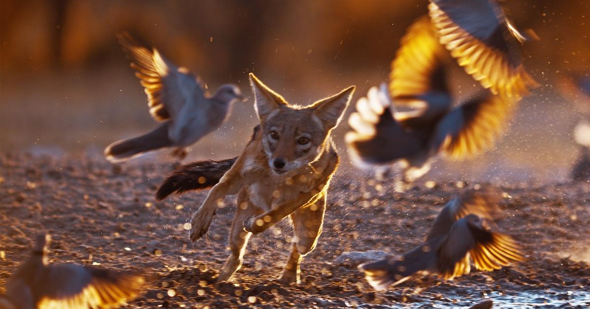 Nature | Preview of Dogs in the Wild: Secrets of Success | Season 41 ...